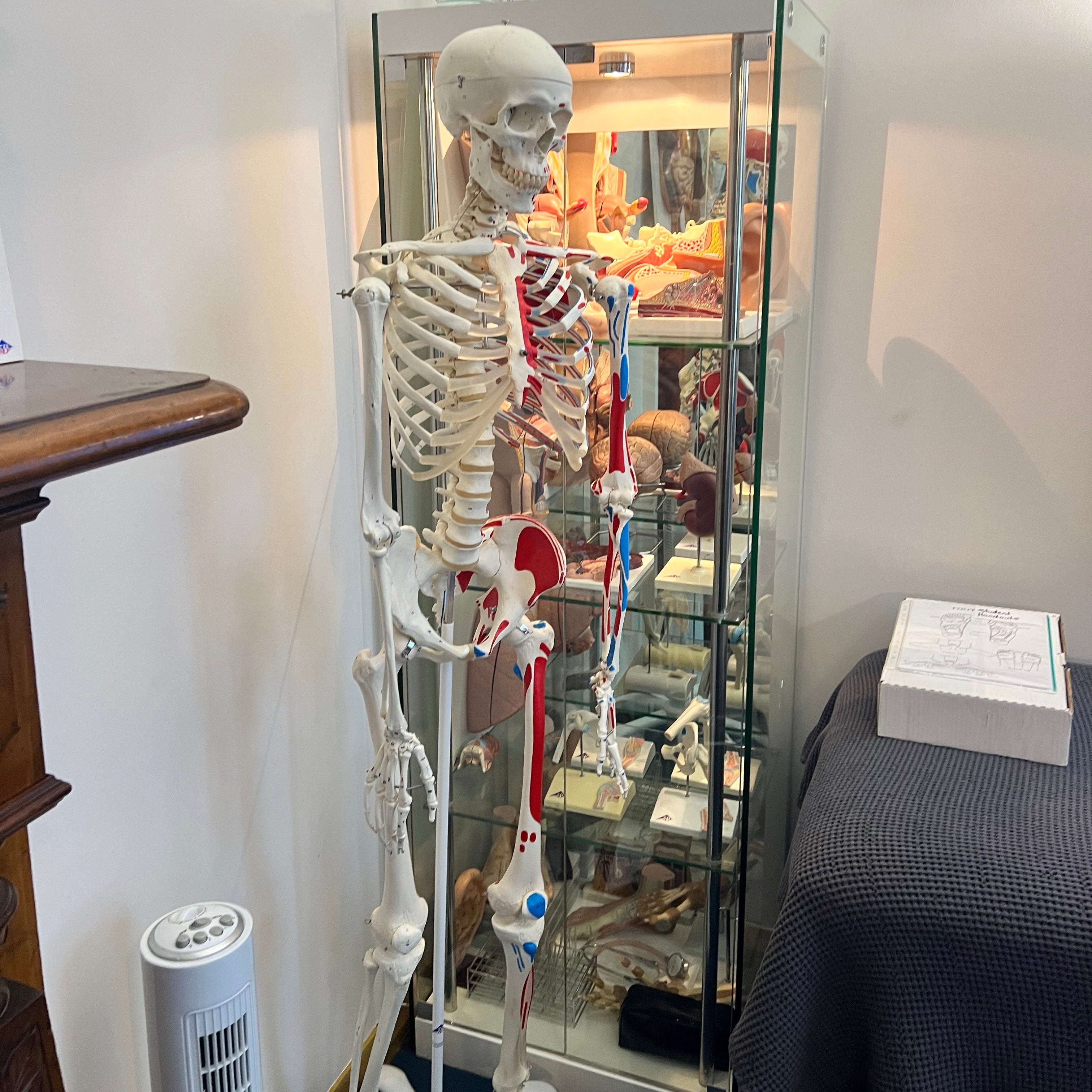 NZQA Certificate in Anatomy and Physiology (Level 4) – AromaScience ...