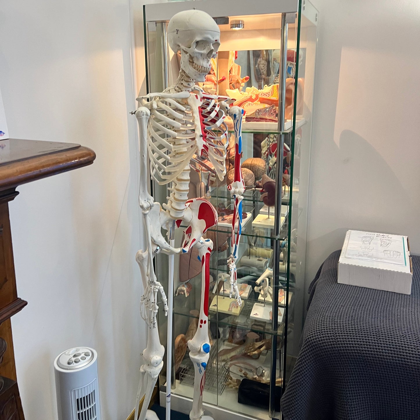 NZQA Certificate in Anatomy and Physiology (Level 4) – AromaScience Training