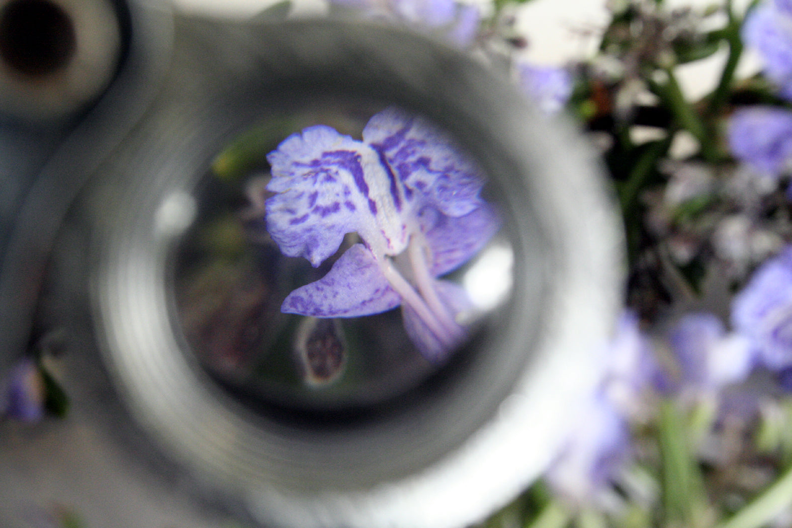 Our Team – AromaScience Training