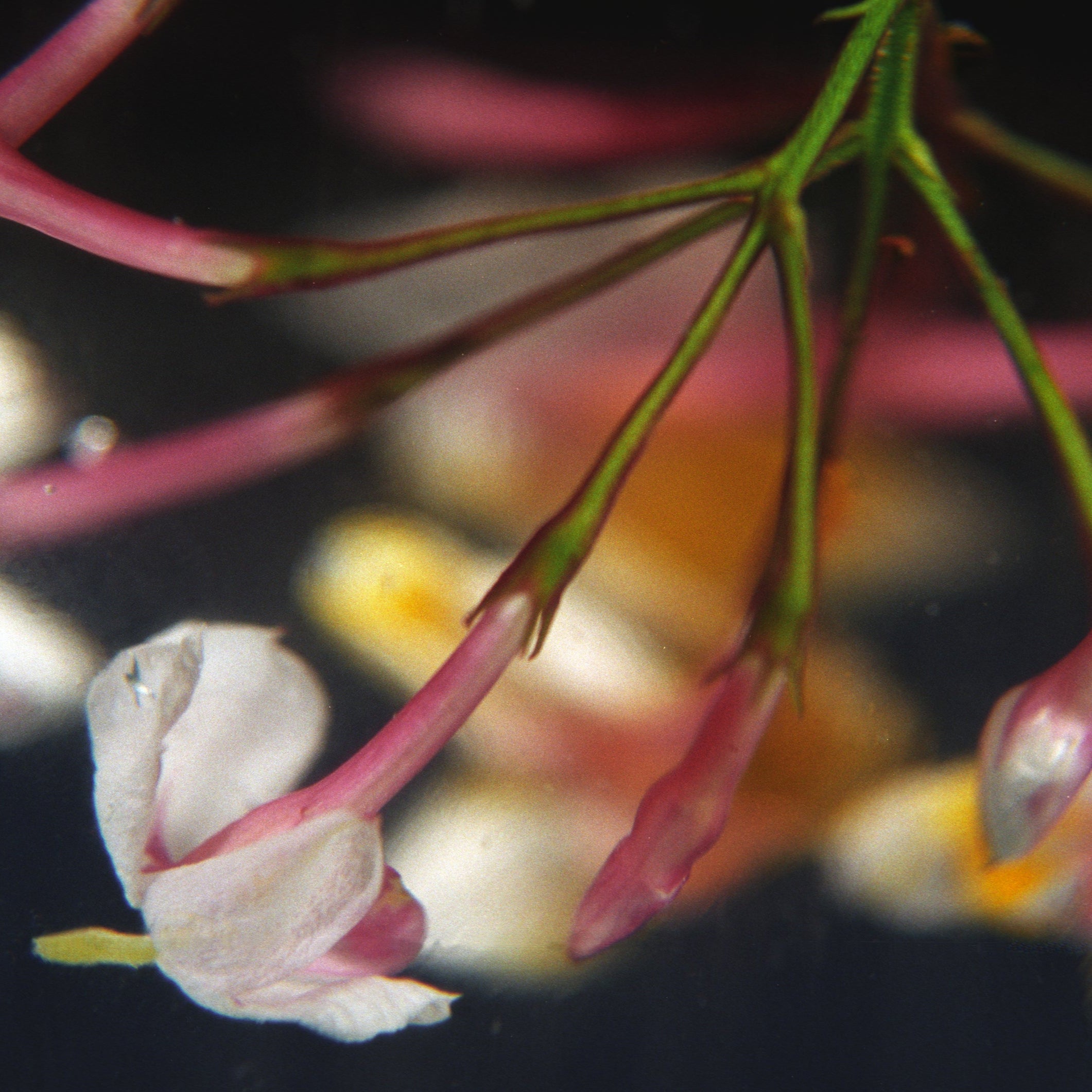 NZQA Certificate in Aroma Science (Level 4) – AromaScience Training