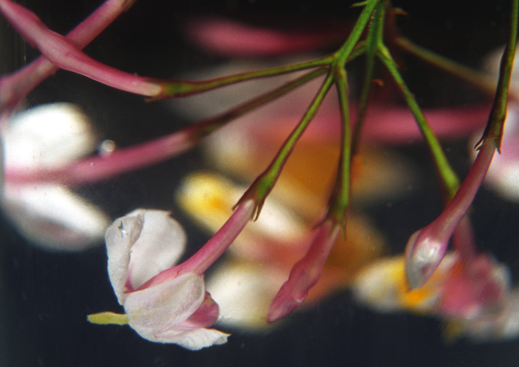 AromaScience Training