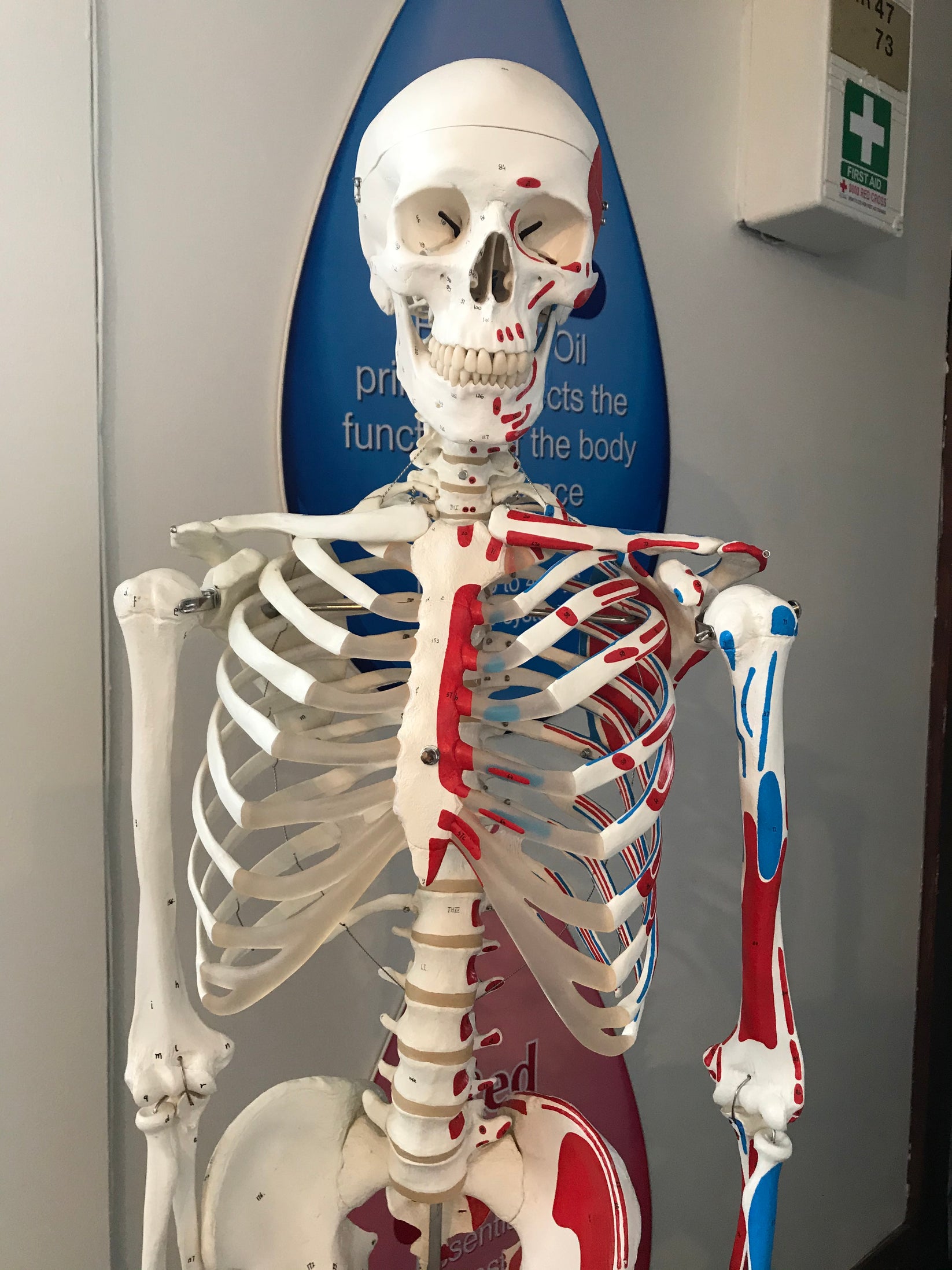 Applied Anatomy and Physiology (Micro-credential) (Level 5) – AromaScience Training